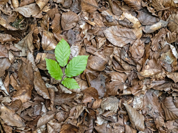 Free picture: Brown leaves on a young beech tree in a deciduous forest ...