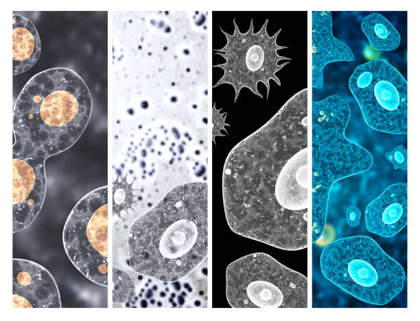 Imagem gratuita: muitos, protozoários ameboides, bactérias, emaranhados ...
