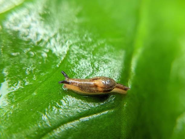 Tiger Snail Slug Mollusc Garden - Free photo on Pixabay