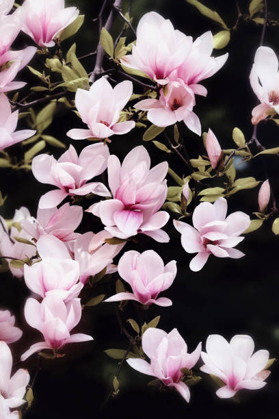 Magnolia Flower Nature - Free photo on Pixabay - Pixabay