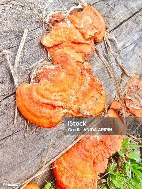 Fokus Selektif Jamur Warna Oranye Pada Batang Pohon Kering Di Kebun ... Fokus Selektif Jamur Warna Oranye Pada Batang Pohon Kering Di Kebun ...