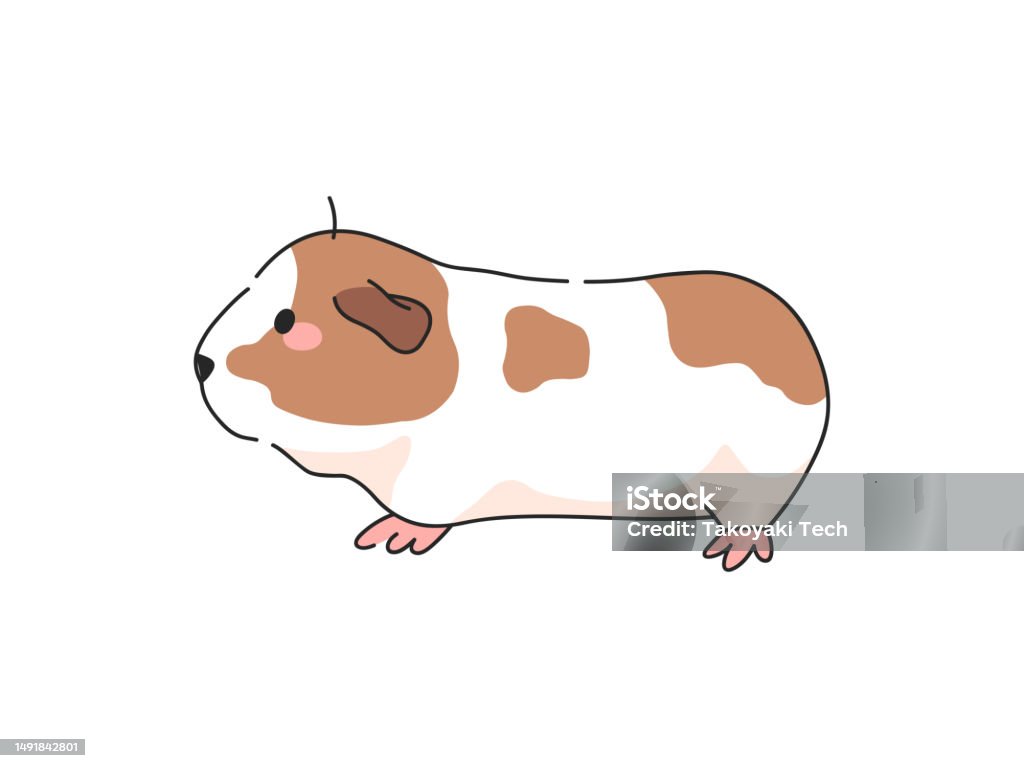 Amerikanische Meerschweinchenkarikaturvektorillustration Isoliertes ... Amerikanische Meerschweinchenkarikaturvektorillustration Isoliertes ...