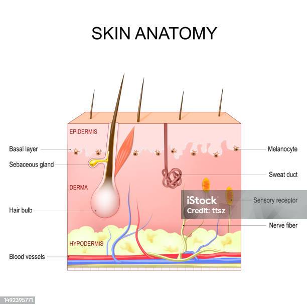 Skin Anatomy Structure And Layers Of Skin Stock Illustration Download