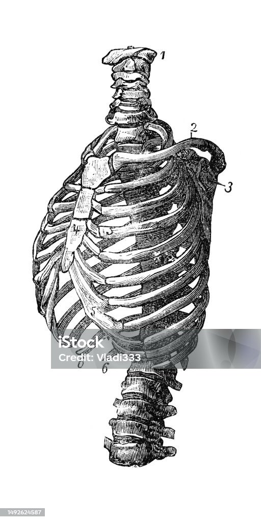 La Structure De La Poitrine Dans Le Vieux Livre Lanatomie Élémentaire