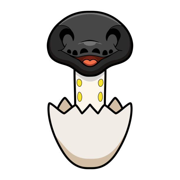80 Python Egg Stock Illustrations Royalty Free Vector Graphics And Clip