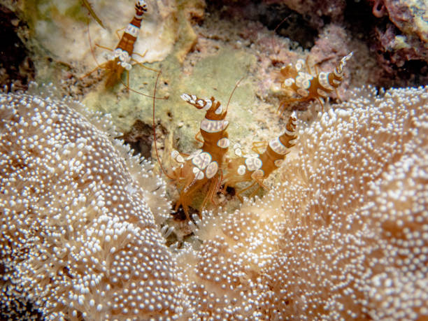 140 Squat Anemone Shrimp Foto Foto Stok Potret And Gambar Bebas Royalti Istock