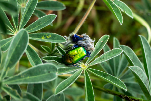 Free picture: Green beetle (Protaetia cuprea) on nectar of purplish ...