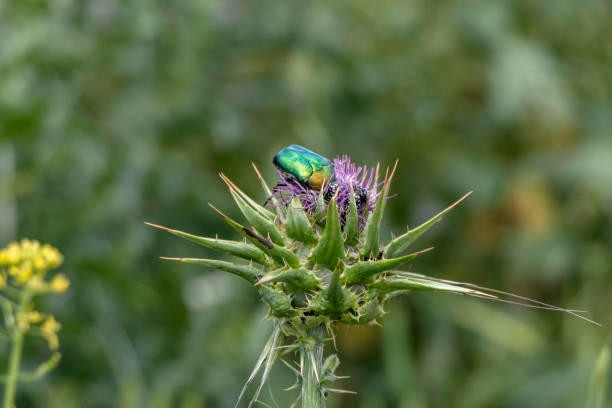 Free picture: Green beetle (Protaetia cuprea) on nectar of purplish ...