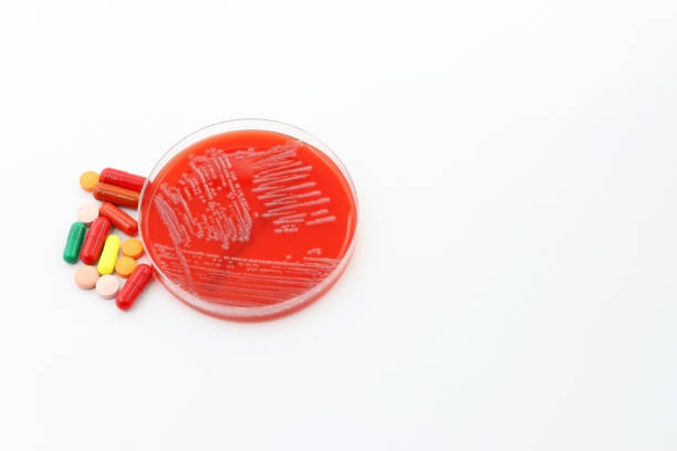 130+ Acinetobacter Fotografías de stock, fotos e imágenes libres de ... 130+ Acinetobacter Fotografías de stock, fotos e imágenes libres de ...
