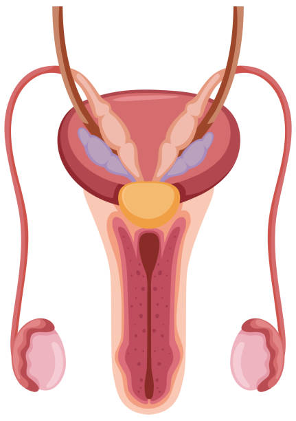20 Cartoon Of The Male Reproductive Anatomy Diagram Stock