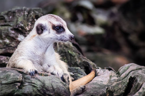 Free Stock Photo of Meerkat sentries | Download Free Images and Free ...