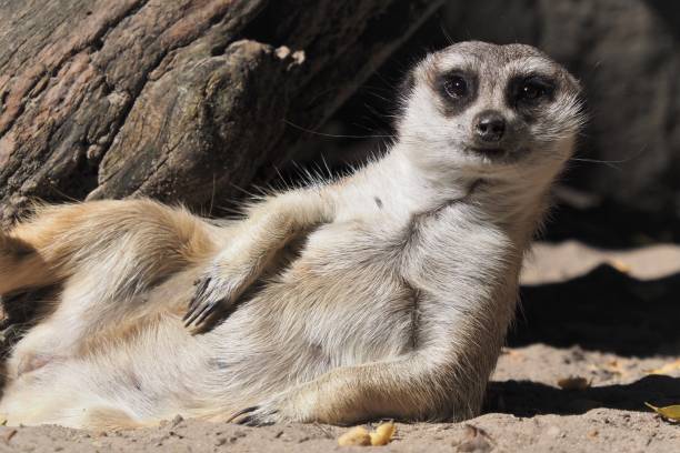 Imagen gratis: La suricata o suricato (Suricata suricatta), un mamífero ...