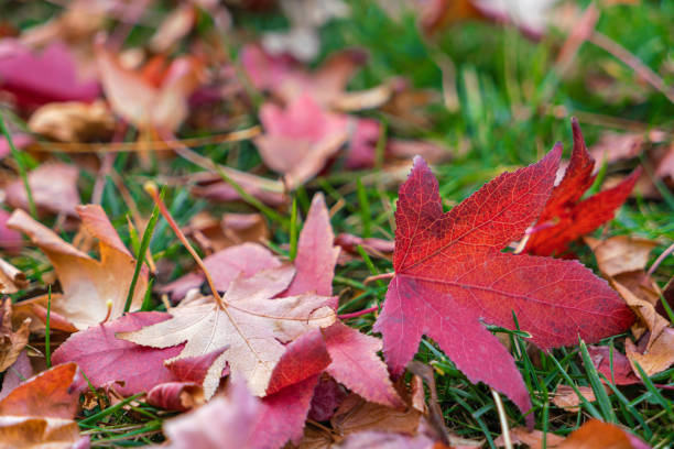 Free picture: Dark red grass in autumn season with dry maple leaves