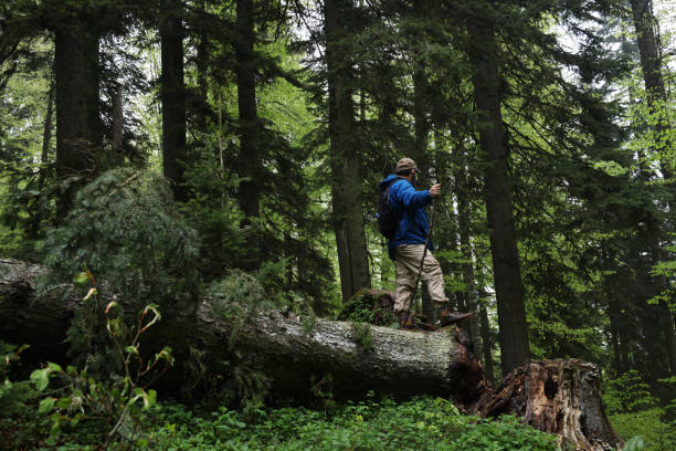 Free Stock Photo of A man walking on a fallen tree | Download Free ...