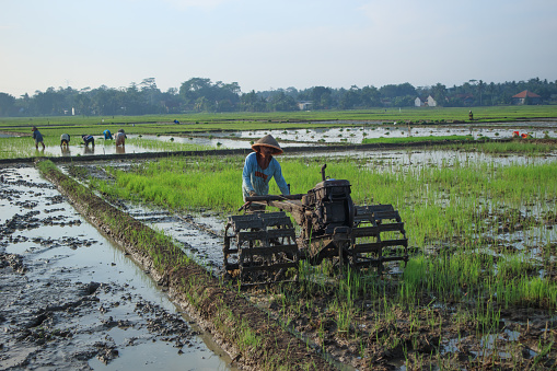 Seorang Pembajak Sawah Sedang Membajak Sawah Untuk Membuat Tanah Lebih Lembut Dan Lebih Baik