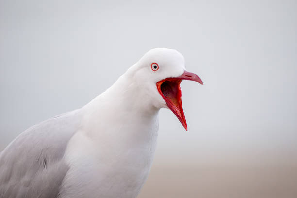 Free Stock Photo of Close Up of White Bird With Red Beak | Download ...
