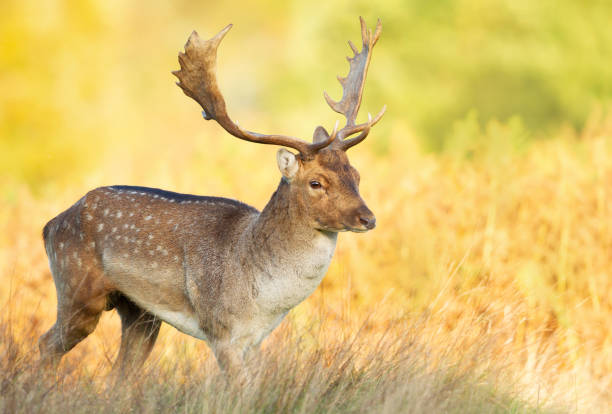 Free Stock Photo of Close-up of a fallow deer in nature | Download Free ...