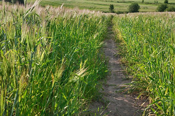 Free Stock Photo of Path Cutting Through Corn Field | Download Free ...