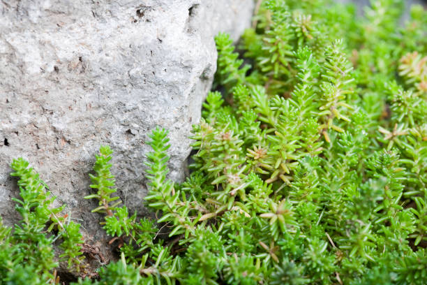 Free Stock Photo of Green Plant Growing on Pile of Rocks | Download ...