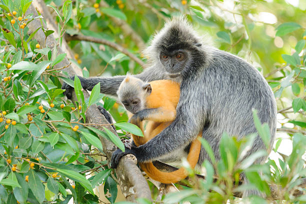 Free picture: The silvery lutung or the silvered leaf monkey walking on ...