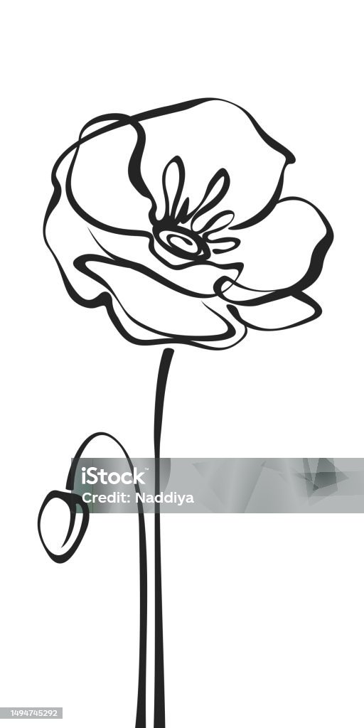 Poppy Flower Line Drawing Vector Line Art Illustration Stock