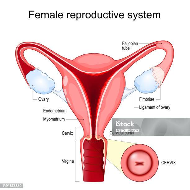 Female Reproductive System Structure Cross Section Of The Uterus Stock