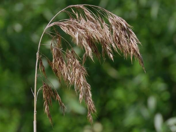 Free picture: Marshland field with reed grass in in spring time in ...
