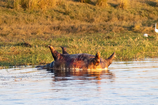 Free Stock Photo of hippo couple | Download Free Images and Free ...