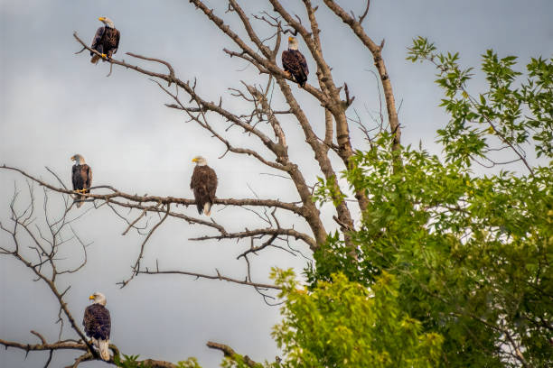 Free Stock Photo of Two Bald Eagles Perched on Top of a Tree by Water ...