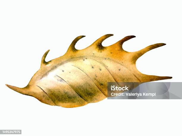 Ilustración de Conjunto De Acuarelas De Conchas Marinas Ilustración En ... Ilustración de Conjunto De Acuarelas De Conchas Marinas Ilustración En ...