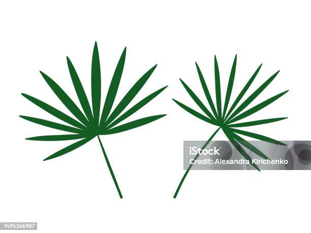 Fan Palm Tree Leaves Set Stock Illustration - Download Image Now ... Fan Palm Tree Leaves Set Stock Illustration - Download Image Now ...