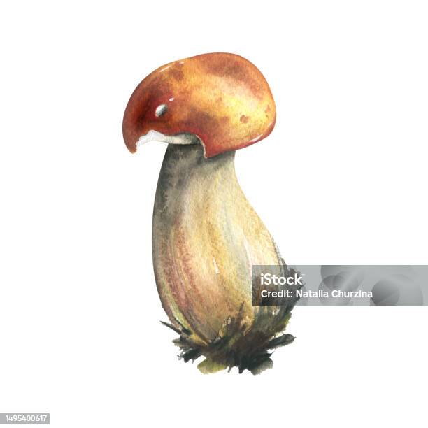 Boletus Jamur Hutan Yang Dapat Dimakan Dengan Topi Oranye Dan Lumut