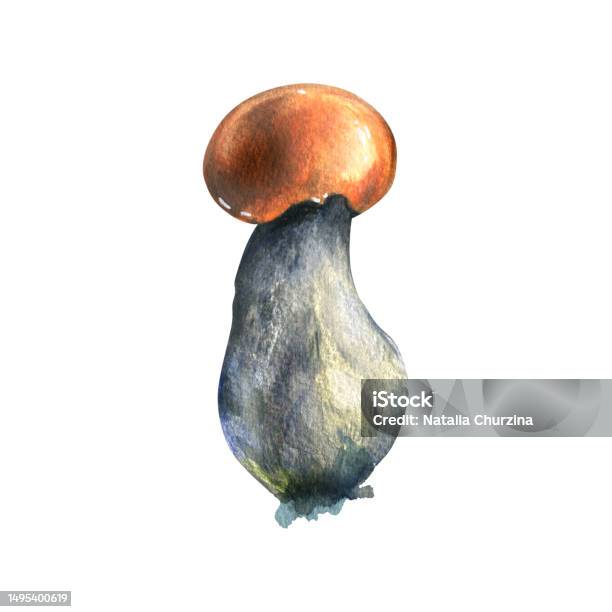 Boletus Jamur Hutan Yang Dapat Dimakan Dengan Topi Oranye Dan Lumut