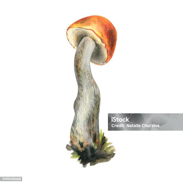 Boletus Jamur Hutan Yang Dapat Dimakan Dengan Topi Oranye Dan Lumut