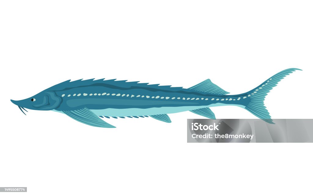Jenis Atau Jenis Ikan Ikan Sturgeon Air Tawar Ilustrasi Warna Ikan