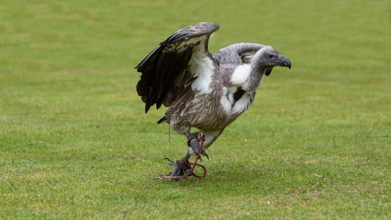 Burung Hering Punggung Putih Mengepakkan Sayap Foto Stok Unduh Gambar Sekarang Abu Abu Alam