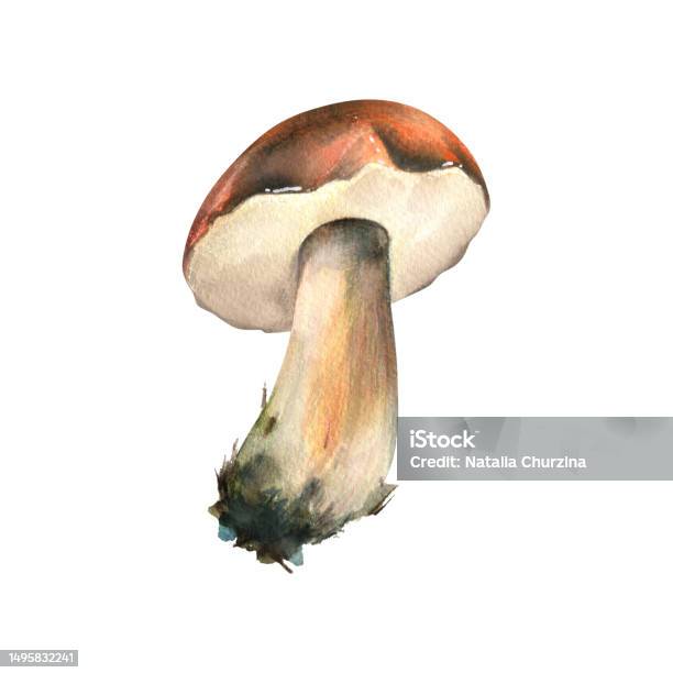 Boletus Jamur Hutan Yang Dapat Dimakan Dengan Topi Oranye Dan Lumut