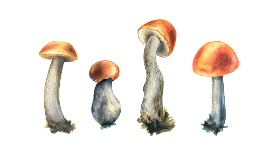 Boletus Jamur Hutan Yang Dapat Dimakan Dengan Topi Oranye Dan Lumut