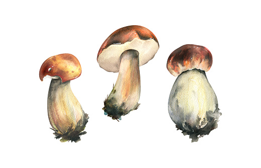 Boletus Jamur Hutan Yang Dapat Dimakan Dengan Topi Oranye Dan Lumut
