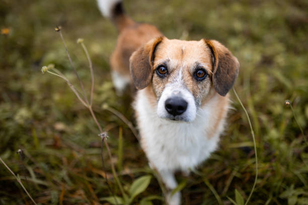 Free picture: Funny dog with one blue and one brown eye standing next ...