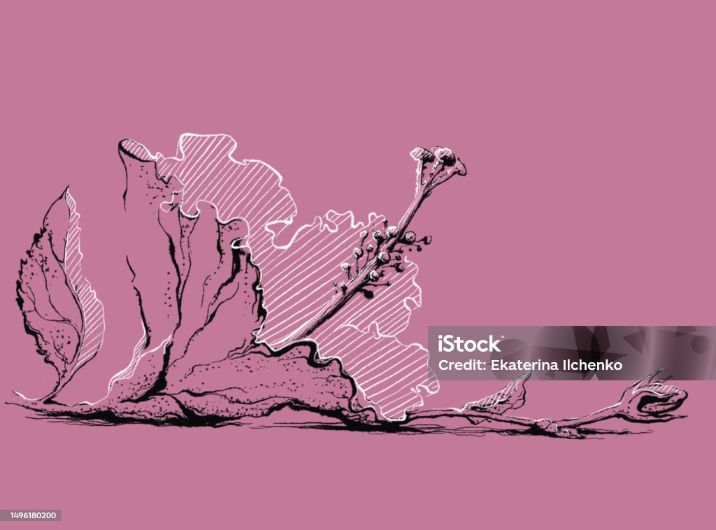 Beautiful Hibiscus Flower On Pink Background Ink And Hatching Graphic
