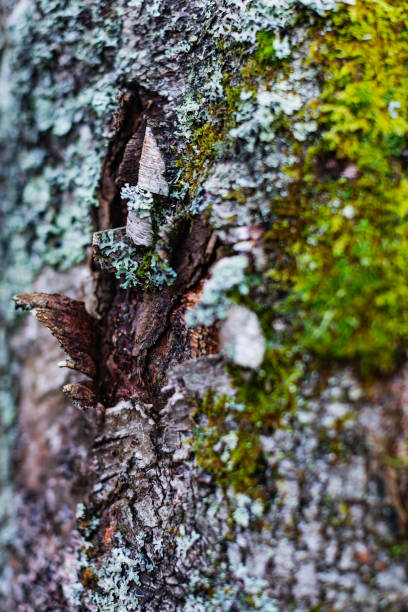 Free Stock Photo of Warped trees | Download Free Images and Free ...