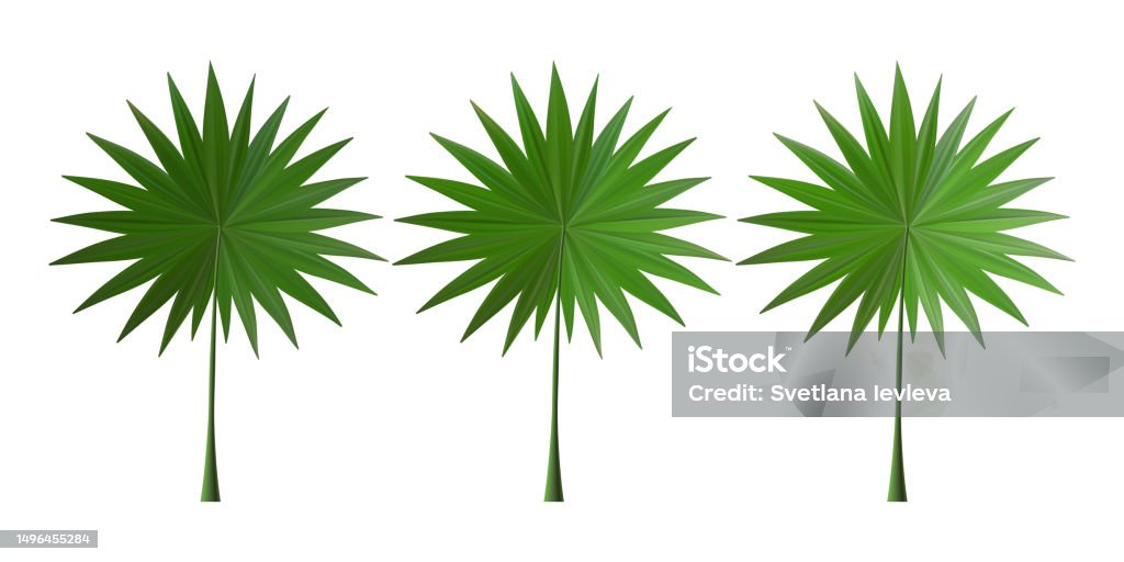 Palm Leaf Summer Green Plant Set Vector Tropic Tree Leaves Exotic
