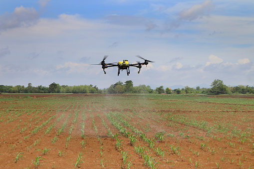 Drone Pertanian Menyemprotkan Bahan Kimia Pada Tanaman Jagung Foto Stok ... Drone Pertanian Menyemprotkan Bahan Kimia Pada Tanaman Jagung Foto Stok ...