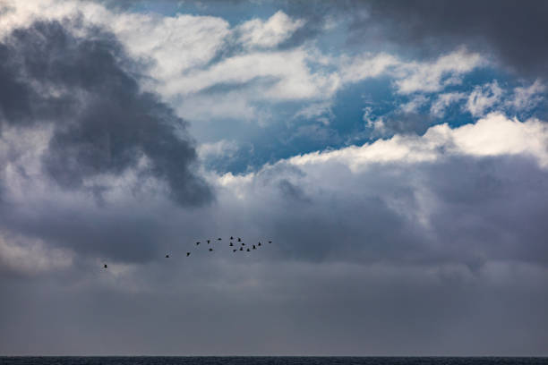 Free Stock Photo of Birds Flying Through Gray Sky | Download Free ...