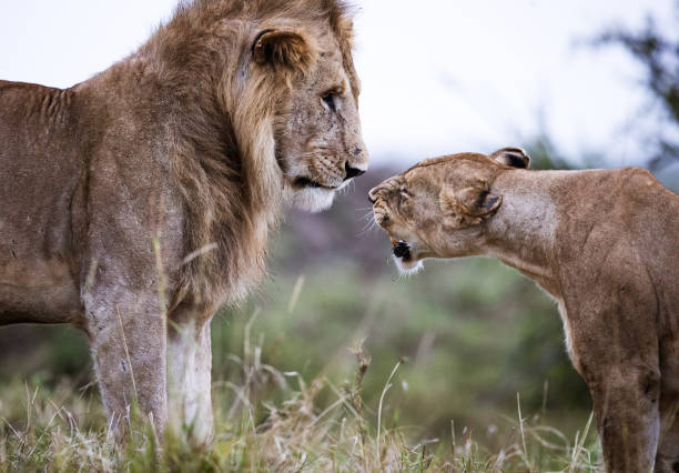 Free picture: African lion and lioness touching noses (Panthera leo)