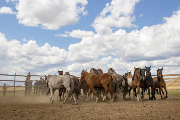 Free Stock Photo of Herd of Horses Walking Across Dry Grass Covered ...