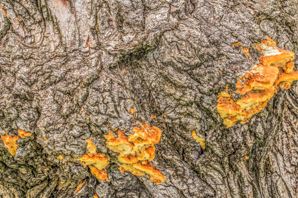Free picture: Fungus on poplar tree bark close-up texture