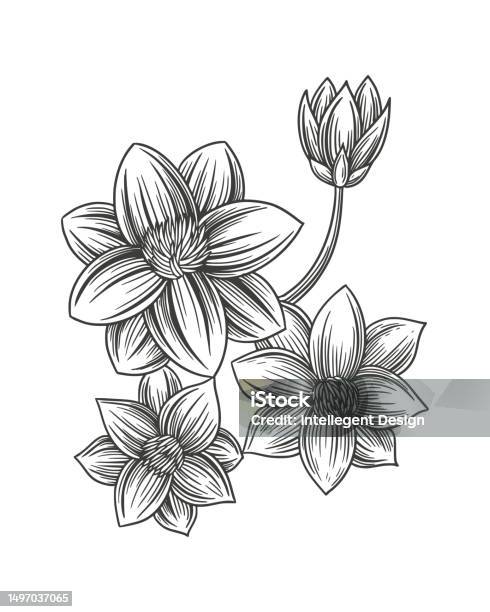 Sketsa Bunga Lily Mekar Yang Digambar Tangan Ilustrasi Vektor Ilustrasi
