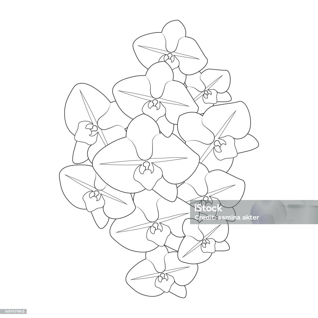 Orchid Flower Outline Drawings Orchid Flower Line Art And Handdrawn